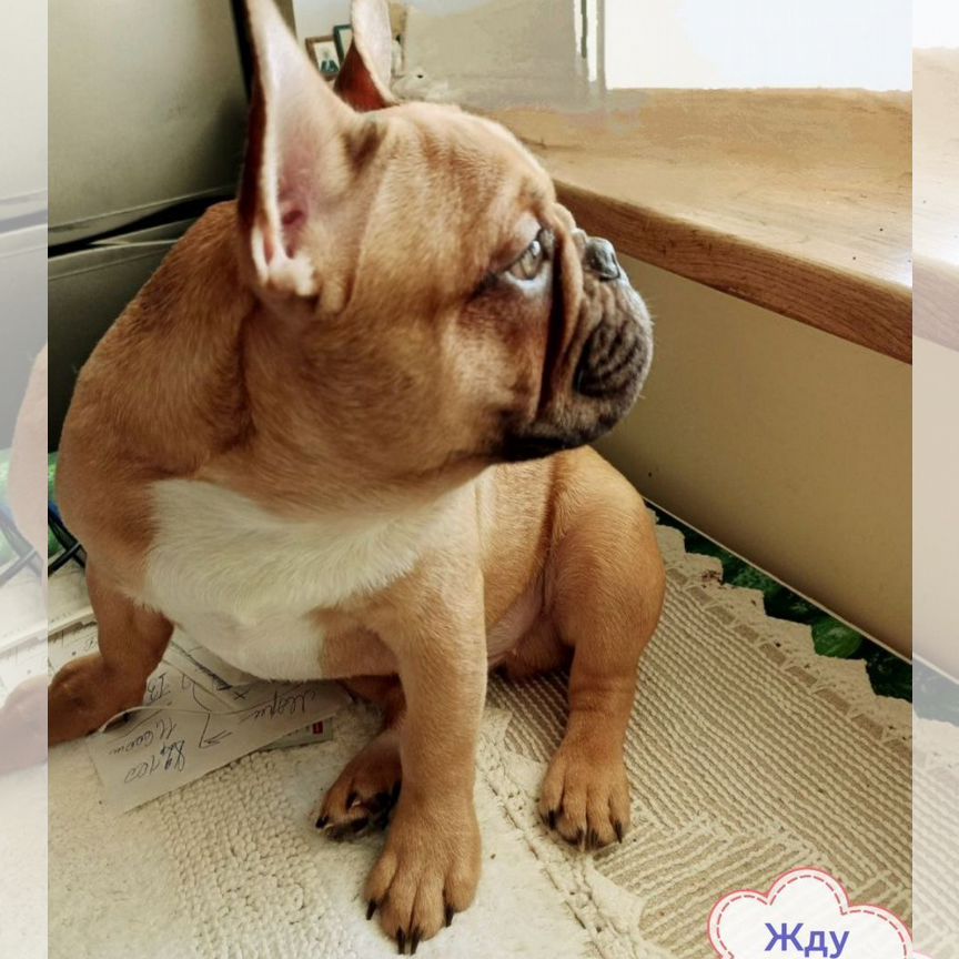 Французский бульдог, щенок