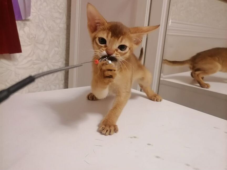 Абисинский котенок