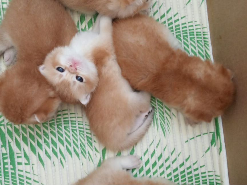 Золотые шиншиллы