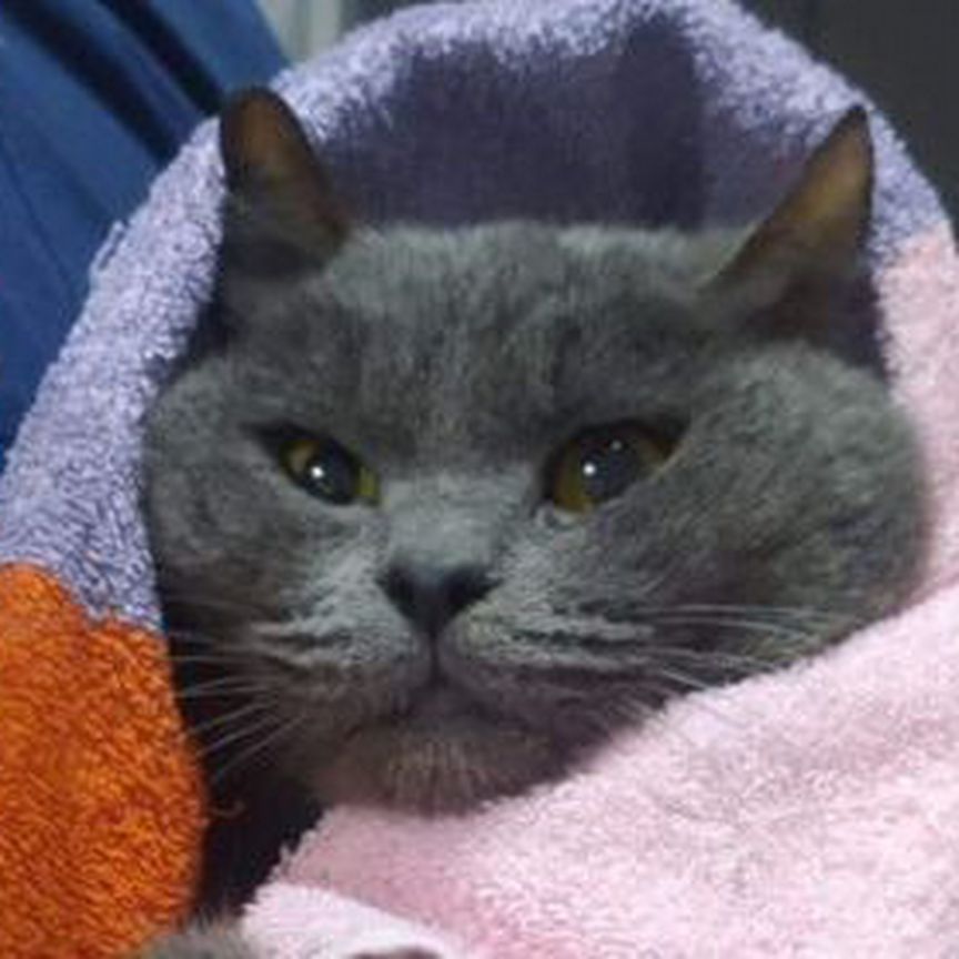 Найден котик Демьян