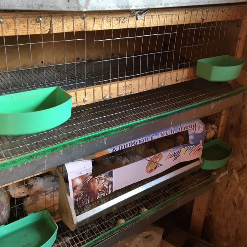 Клетки для перепелов бу