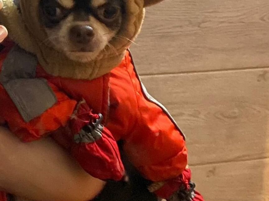 Вещи для маленьких собак