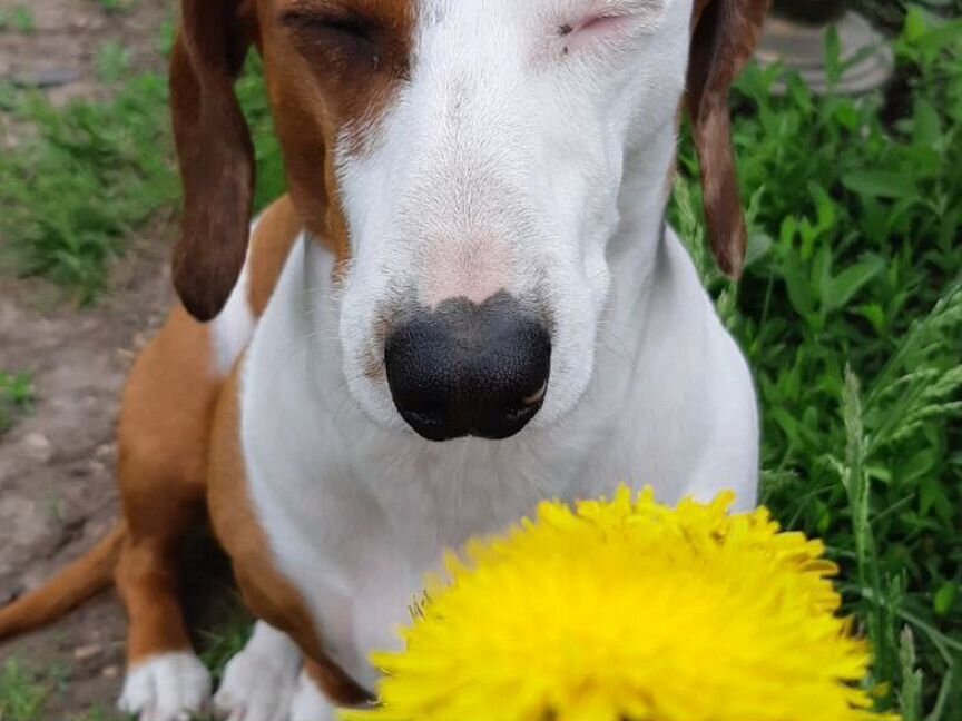 Собака маленькая порода