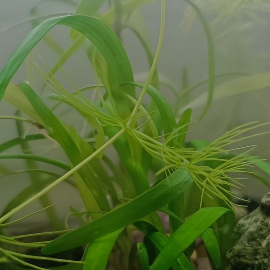 Водоросли для аквариума