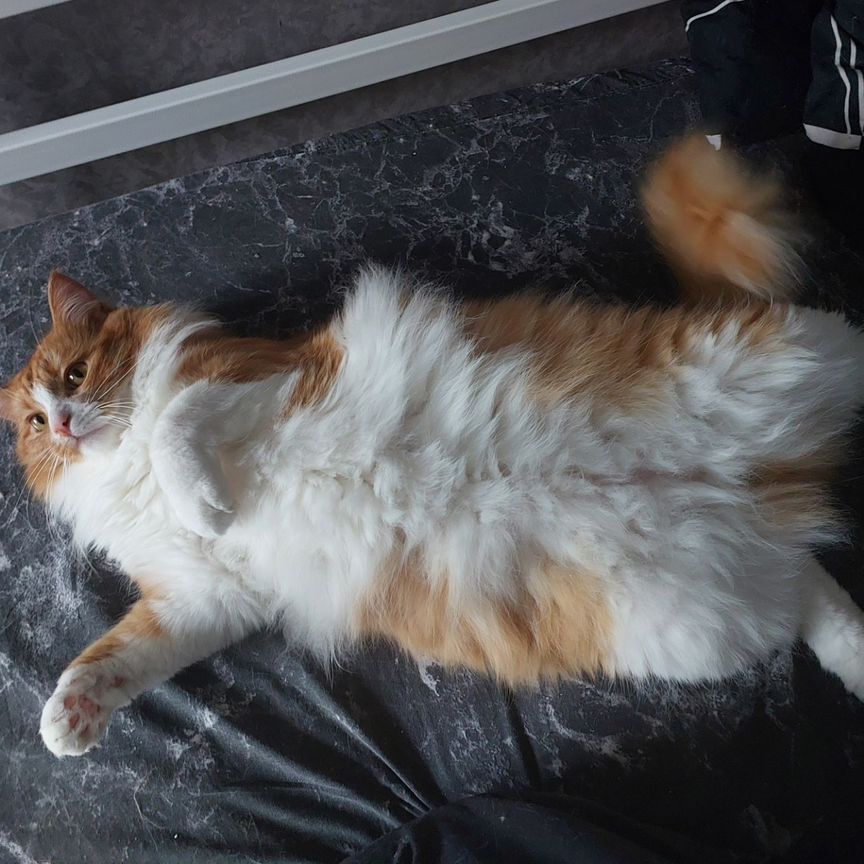 Котика и кошечку в добрые руки