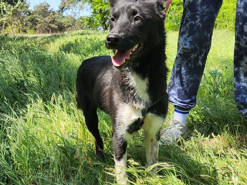 Молоденькая Джера в добрые руки