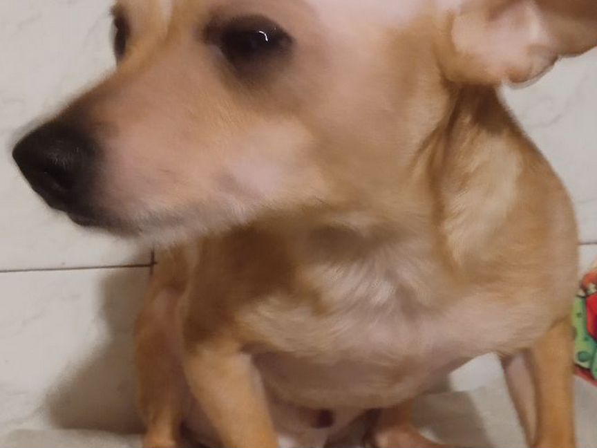 Собака