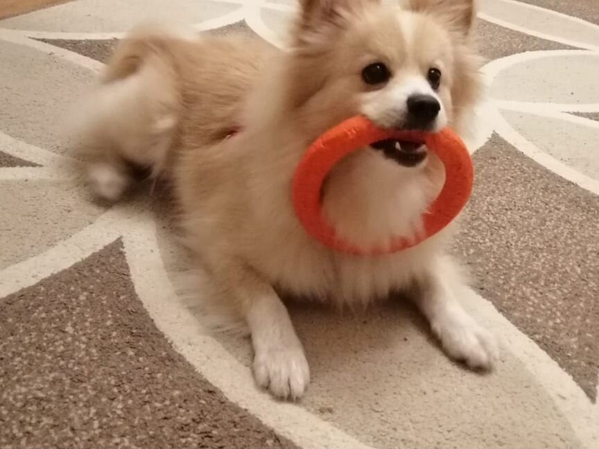 Немецкий шпиц