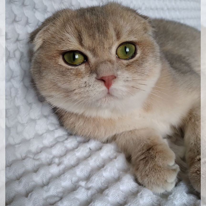 Шотландский котик ay 11