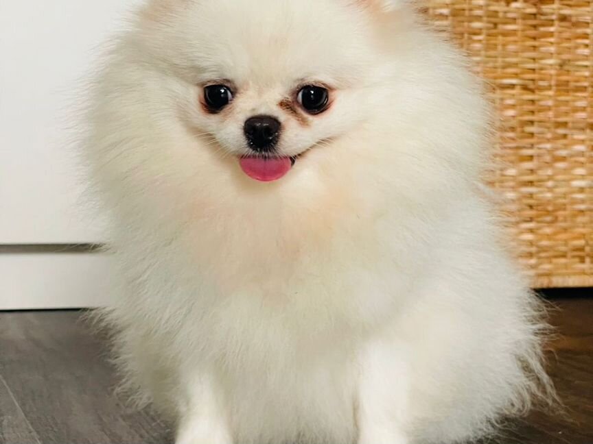 Померанский шпиц