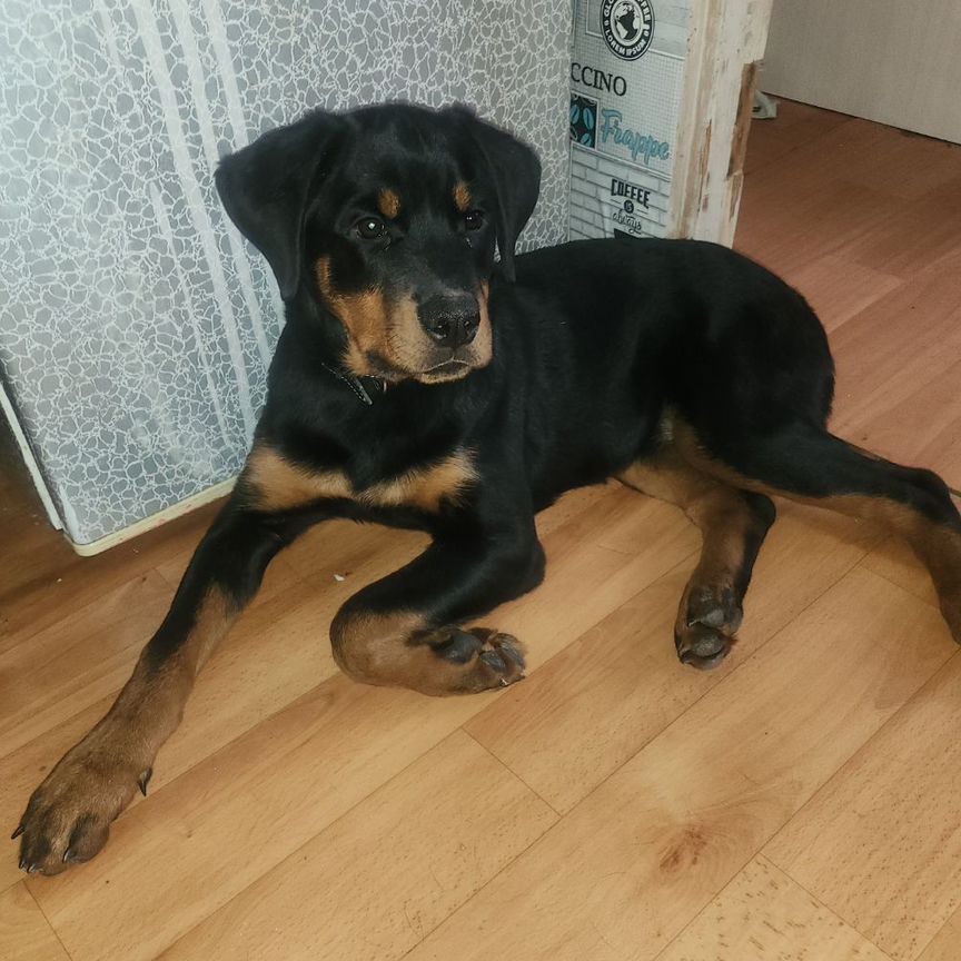 Ротвейлер, щенок