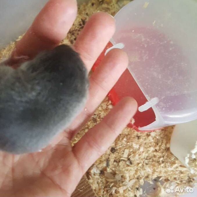 Слепушонок