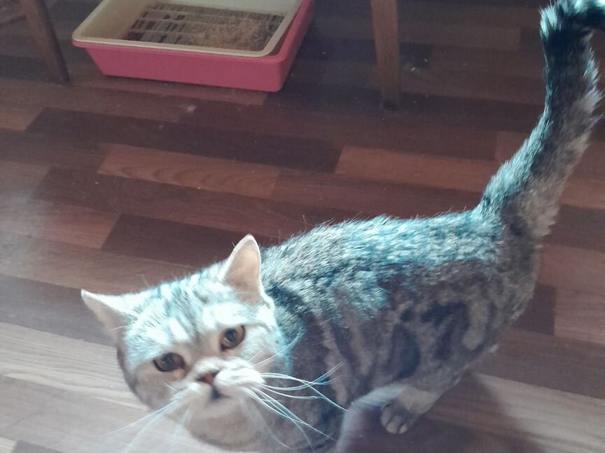 Шотландская прямоухая кошка