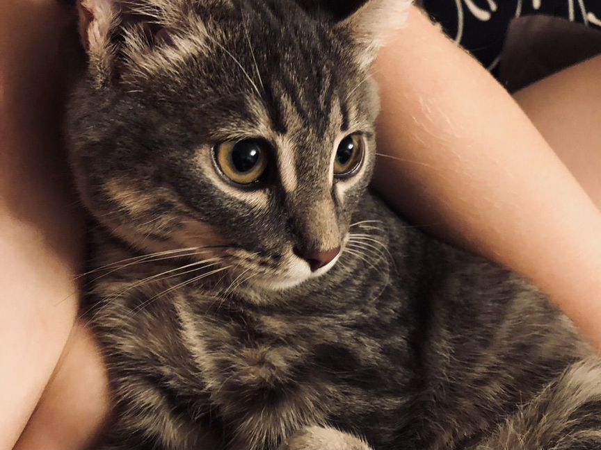 Кот