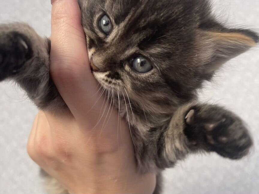 Котятки Чаузи