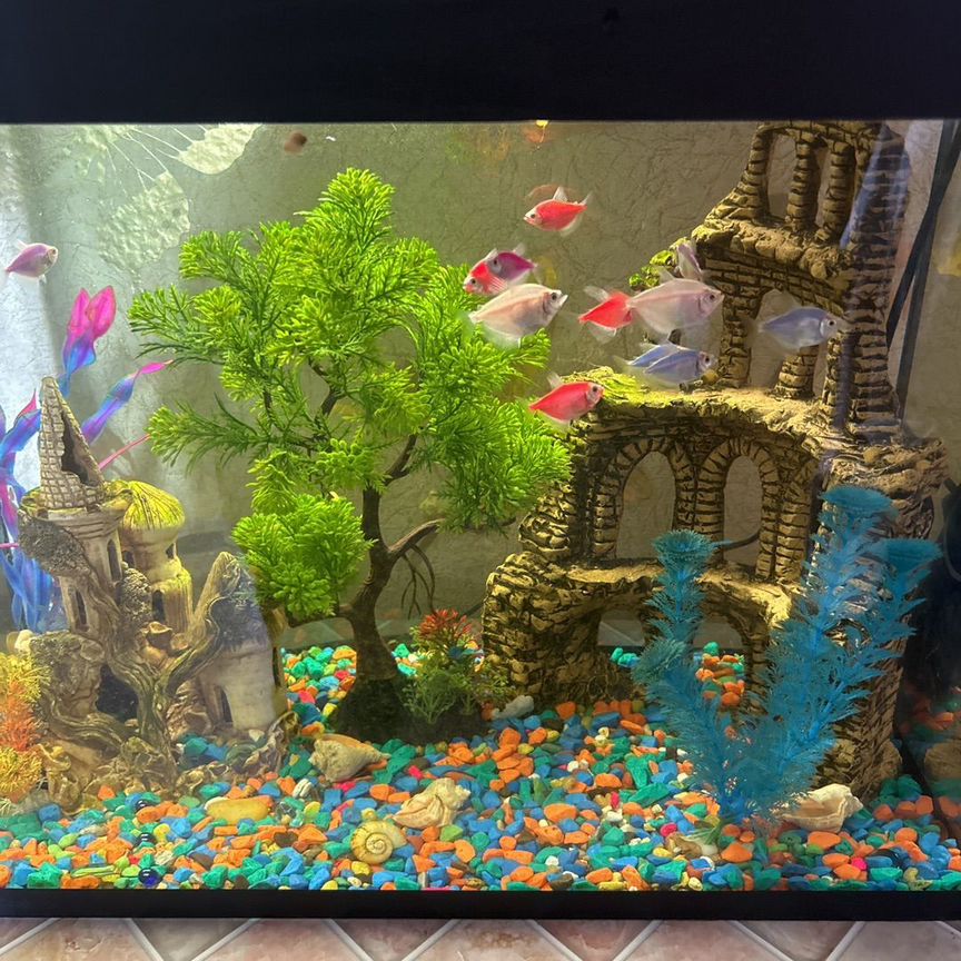 Аквариум со всем содержимым