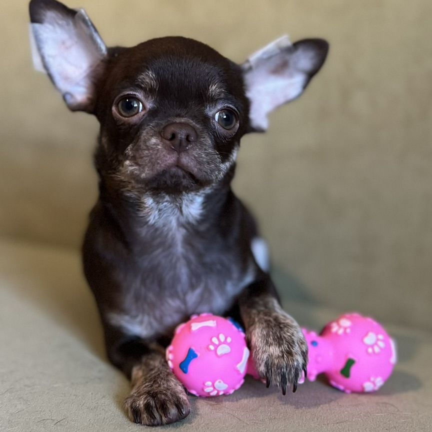 Чихуахуа машьчик