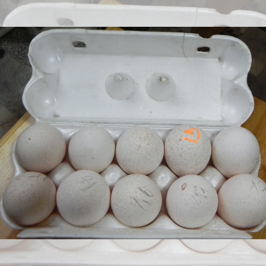 Инкубационное яйцо индейки