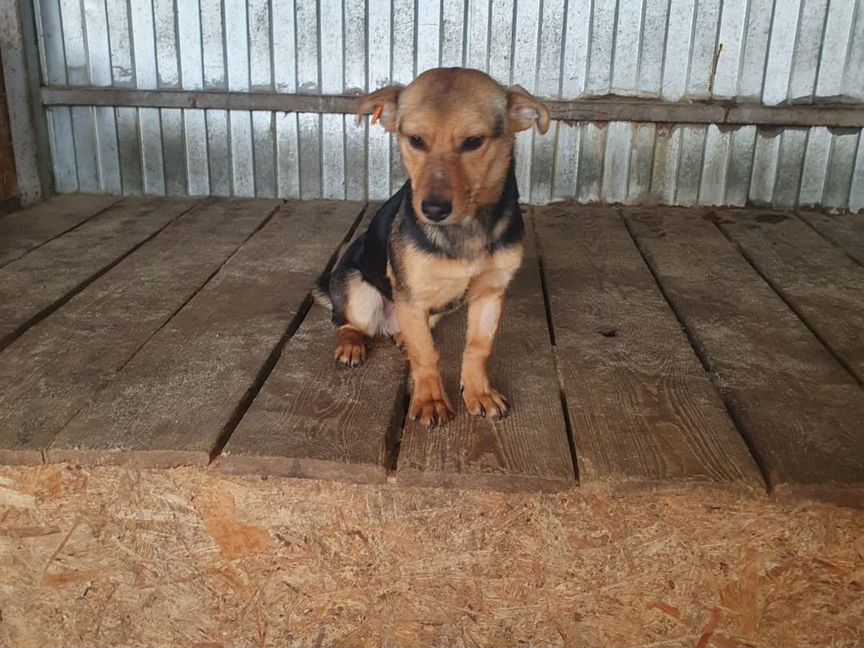 Собака в добрые руки отдам бесплатно