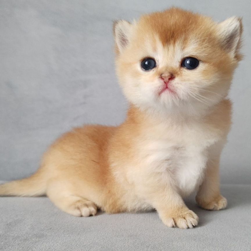 Шотландский вислоухий короткошёрстный котёнок