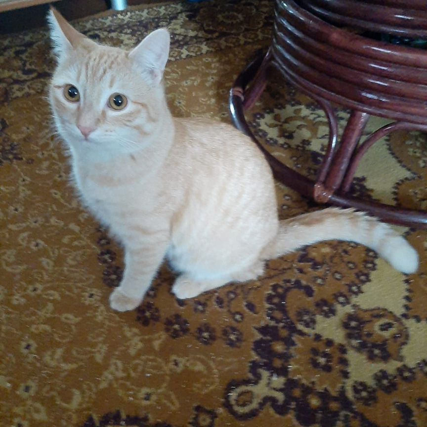 Пристраивается в добрые ручки