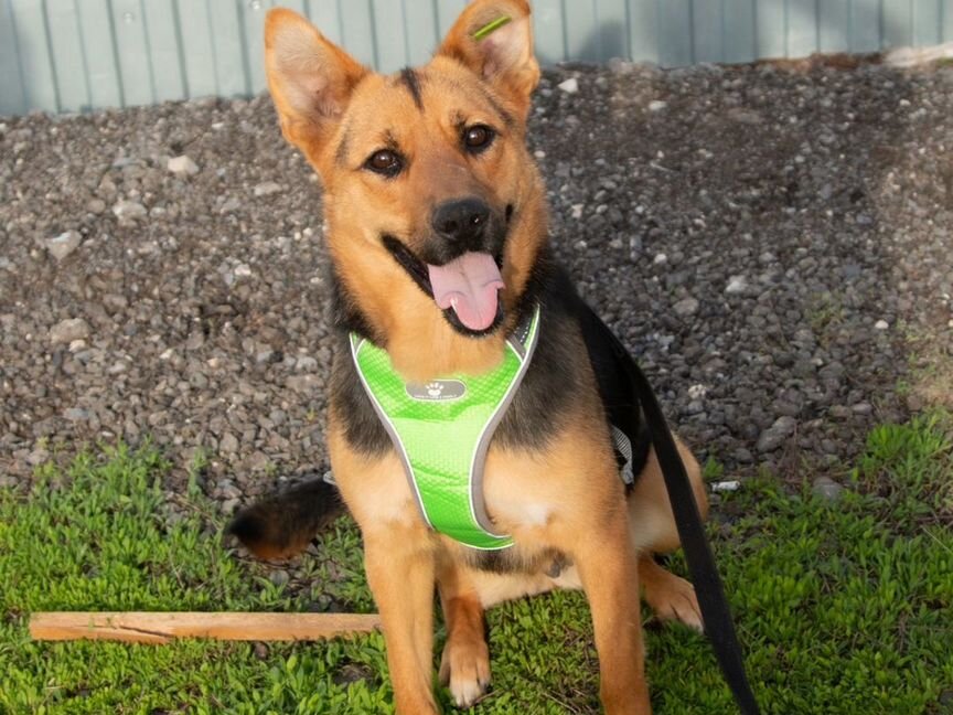 Собака-обнимака Рокси