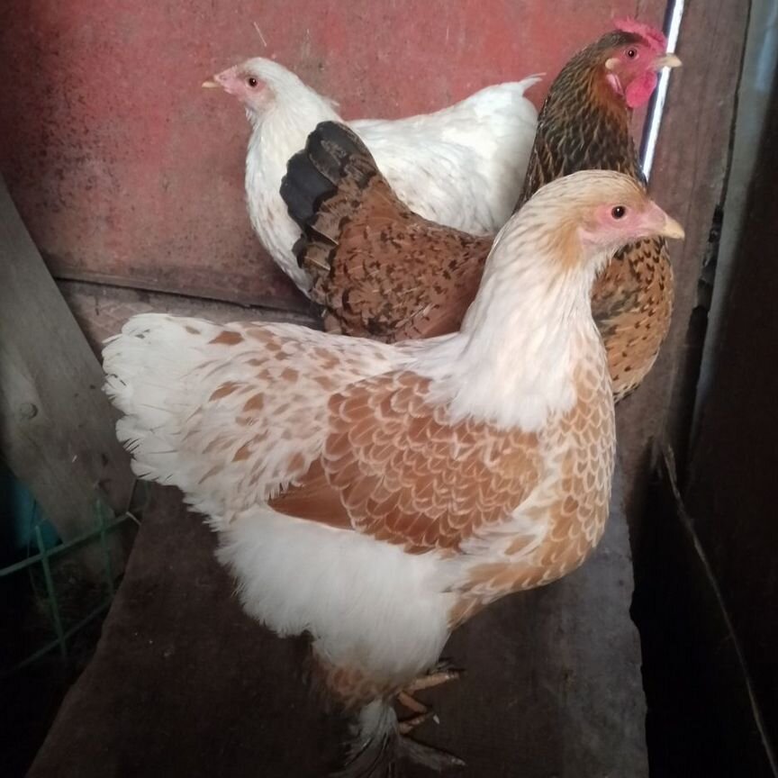 Курочки и петухи брама