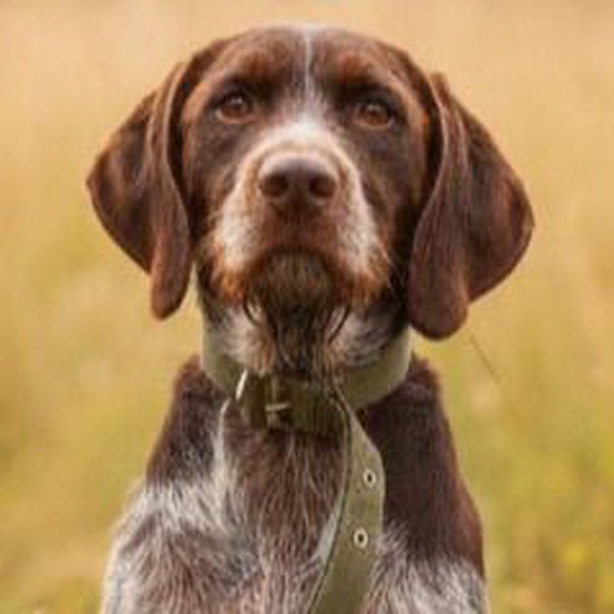 Взрослый пёс в добрые руки