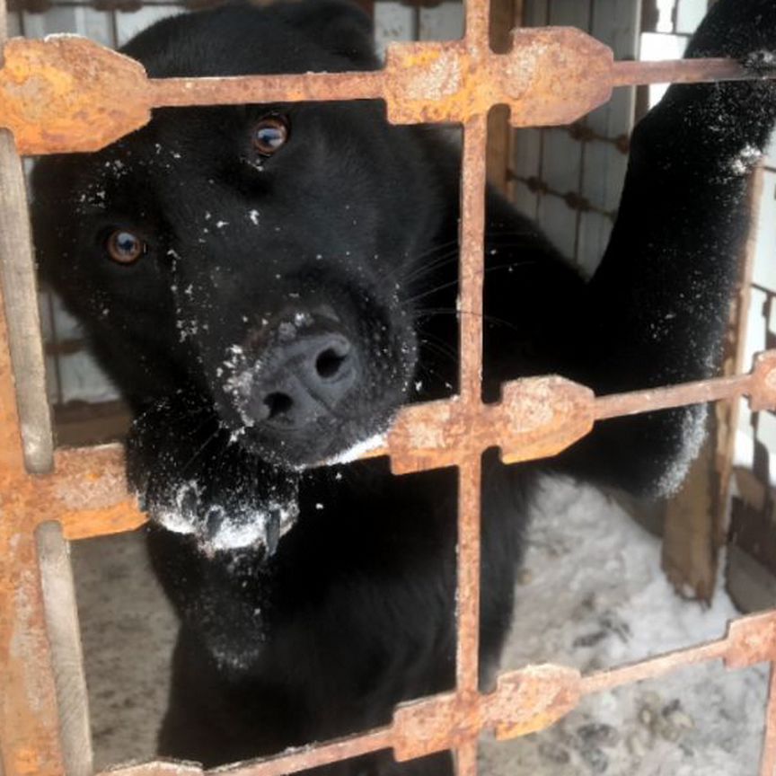 Взрослая собака в добрые руки