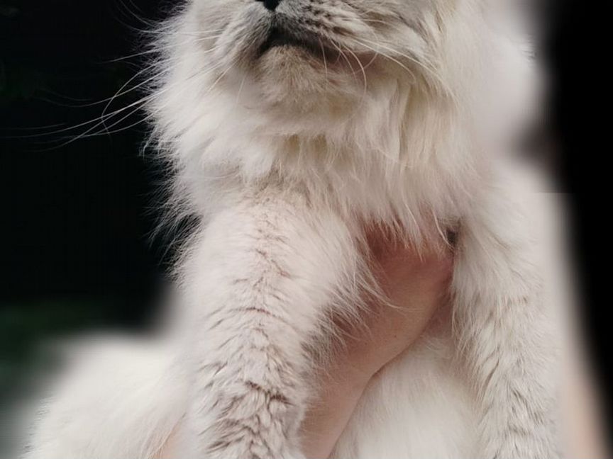 Девочка перс классик