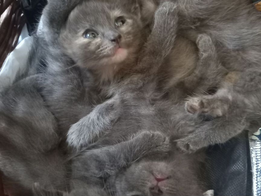 Котята