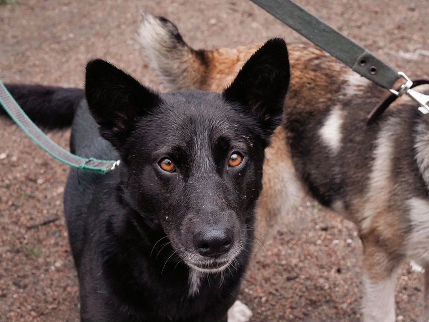 Чарли ищет дом