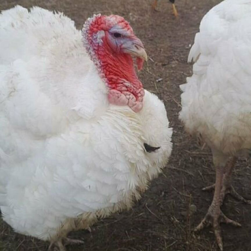 Индюки домашние