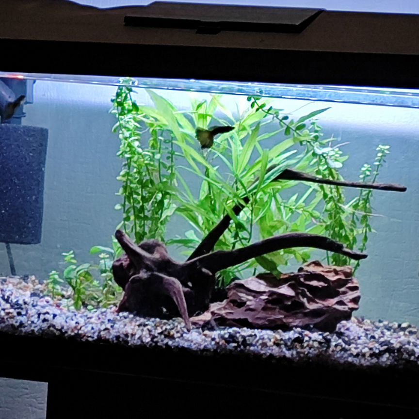 Аквариум Aquael leddy 60