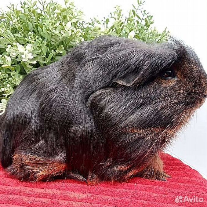 Коронет длинношерстная Морская свинка 1,5