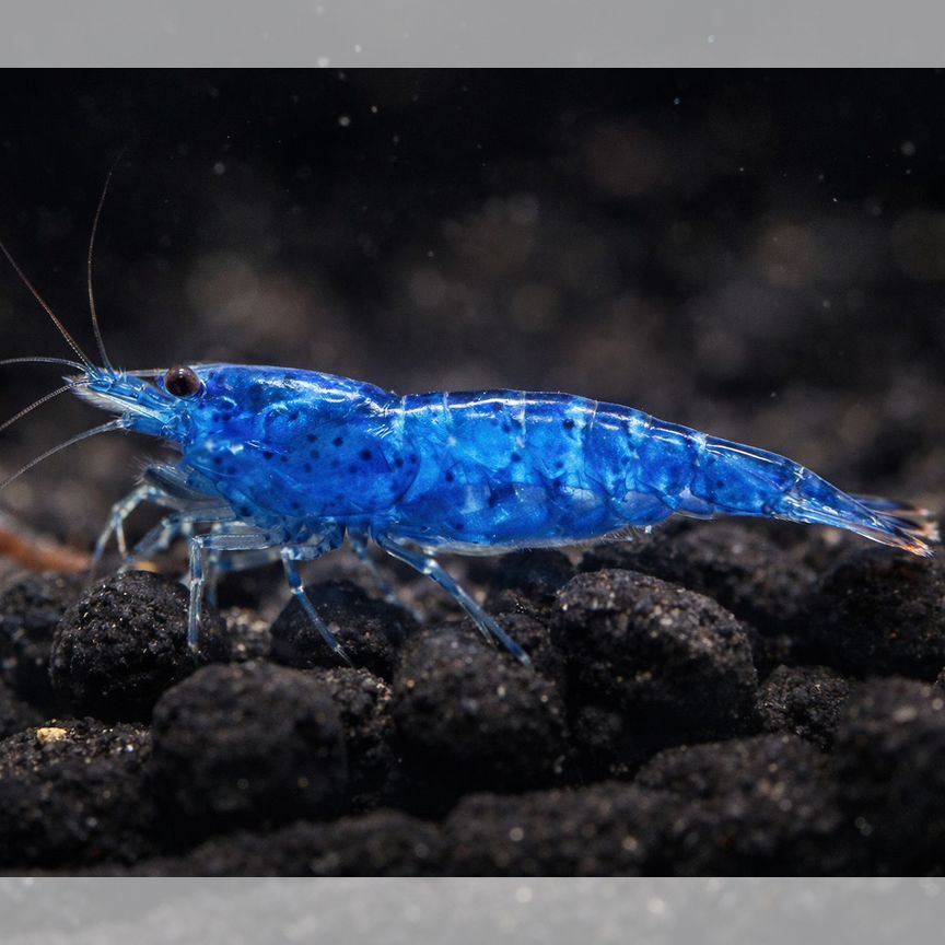 Креветки Блю Дрим