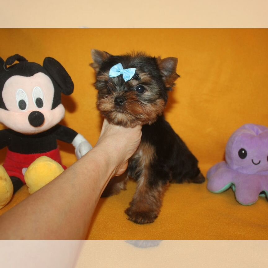 Йоркширский терьер, щенок