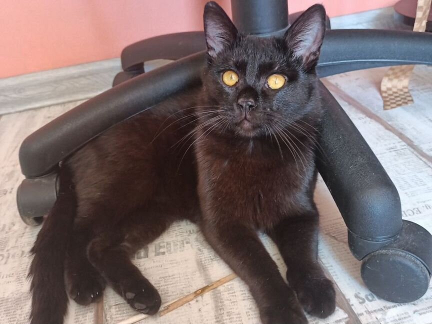 Котенок 7 мес