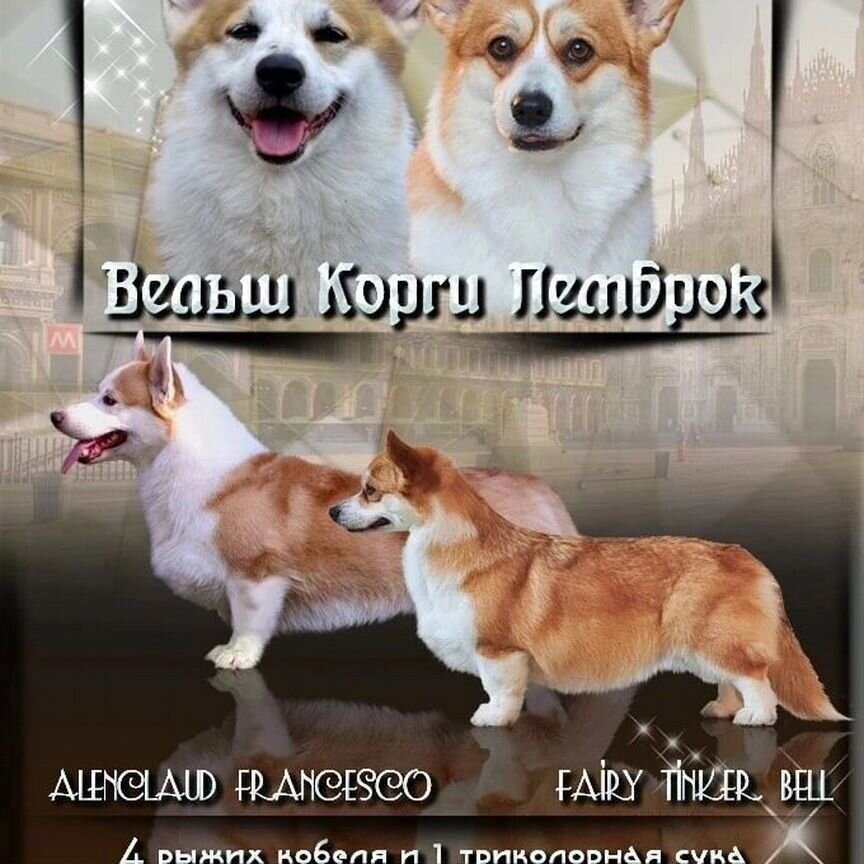 Щенки вельш-корги пемброк