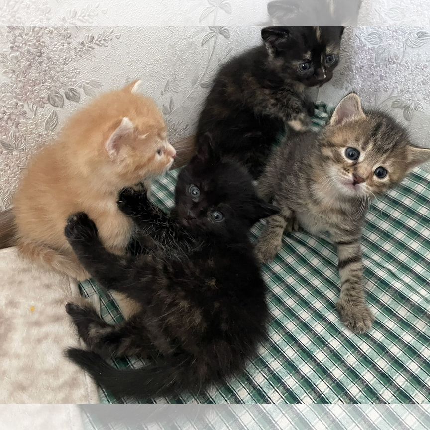 Котёнок в добрые руки