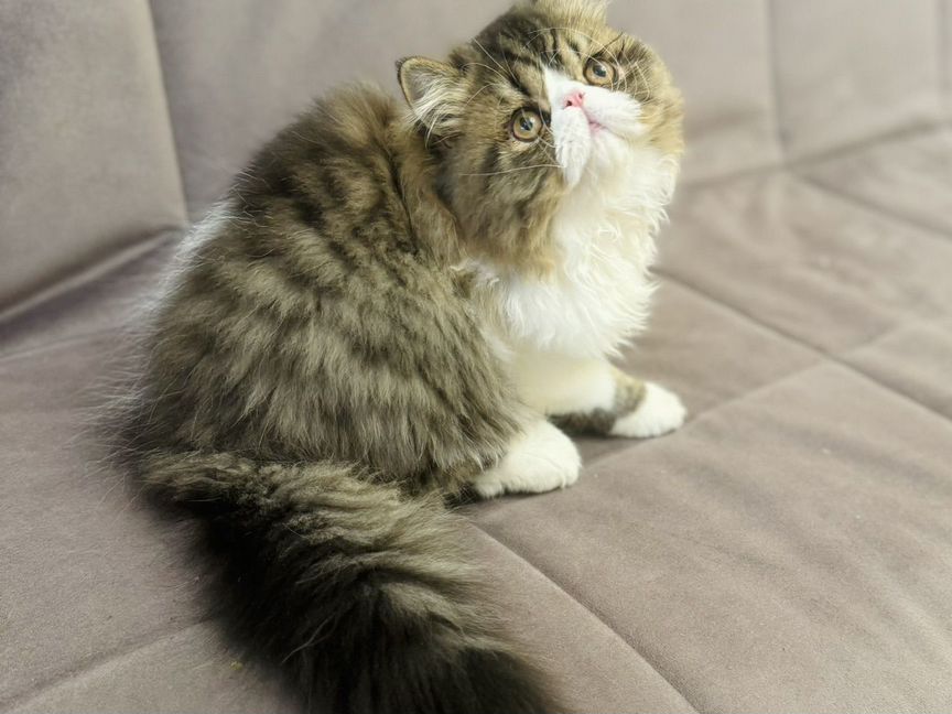 Персидский котенок