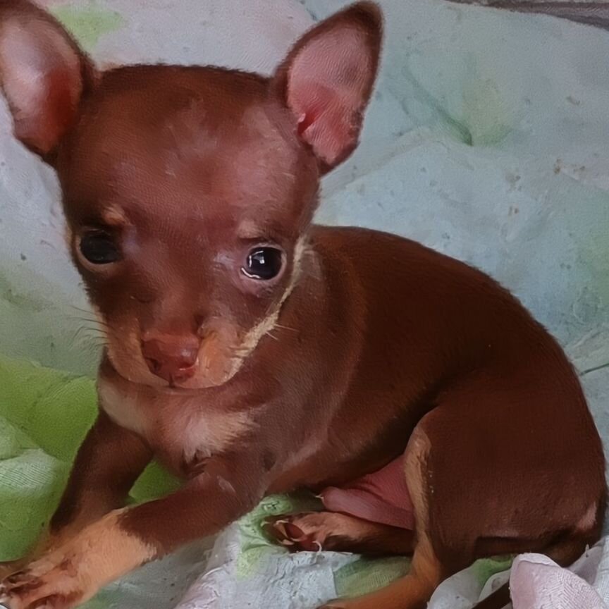 Русский той-терьер, щенок