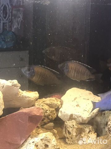 Копидахромис каданго