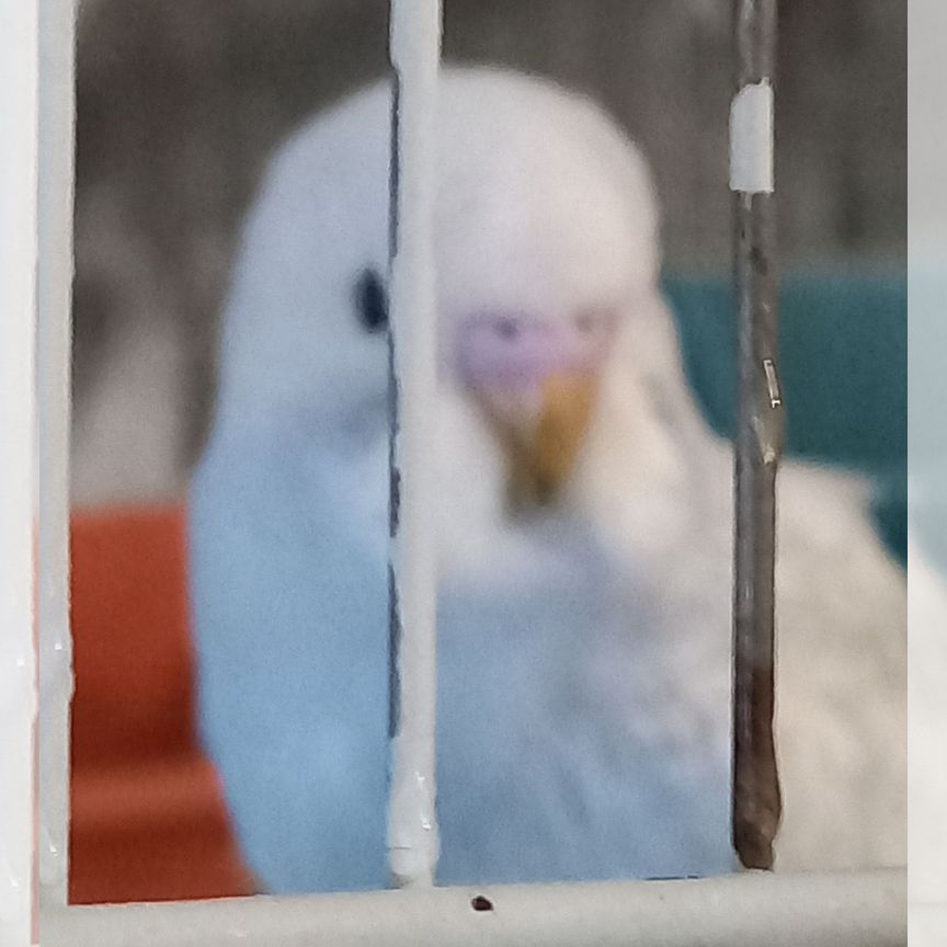 Птенцы волнистый попугай спб