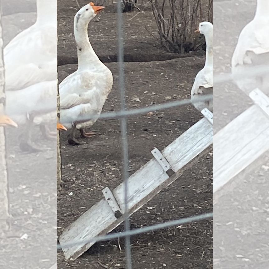 Гуси породы Линда пара