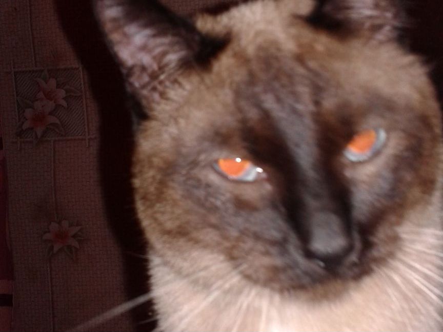 Сиамская кошечка