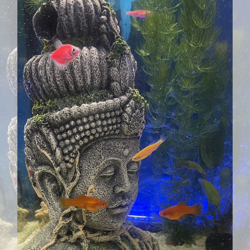 Рыбки меченосцы