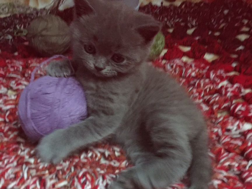 Котята шотландские с прививкой
