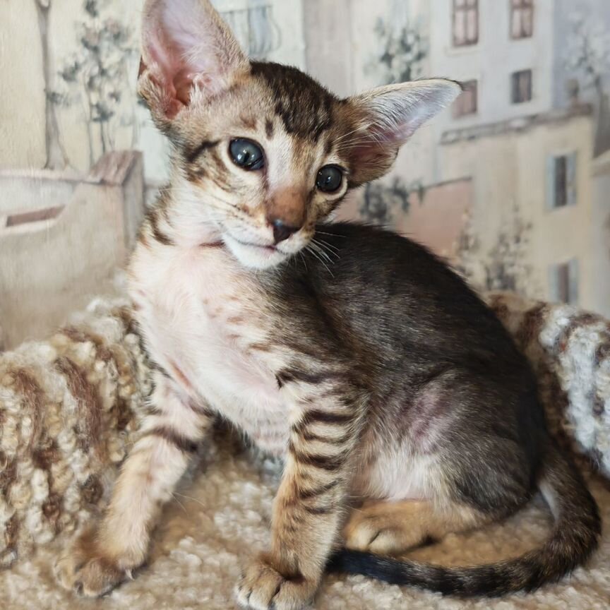 Ориентальный котёнок