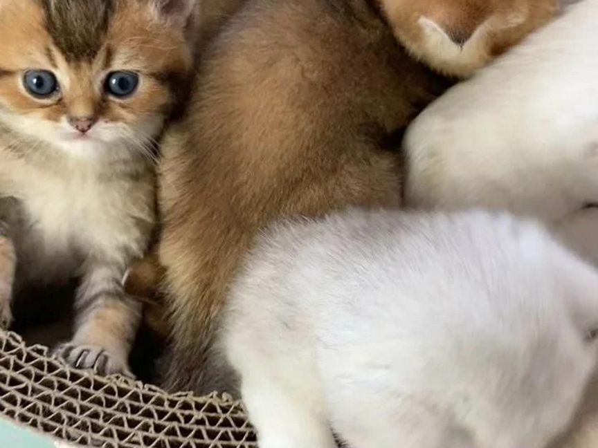 Шотладские вислоухие котята